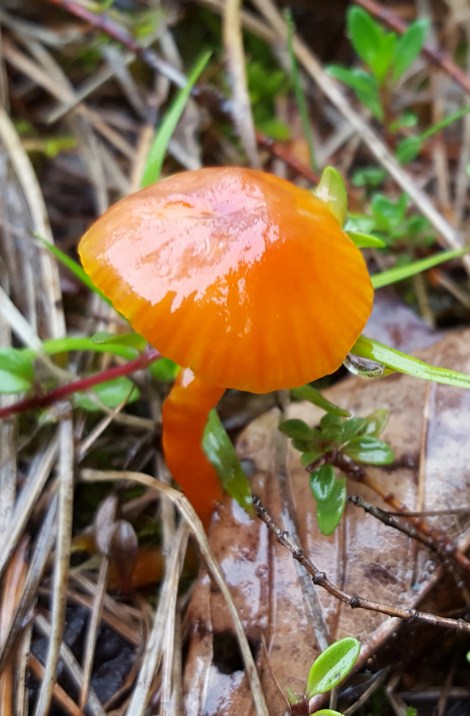 Colorful Mushrooms of the World | The Nature Treasure Hunt