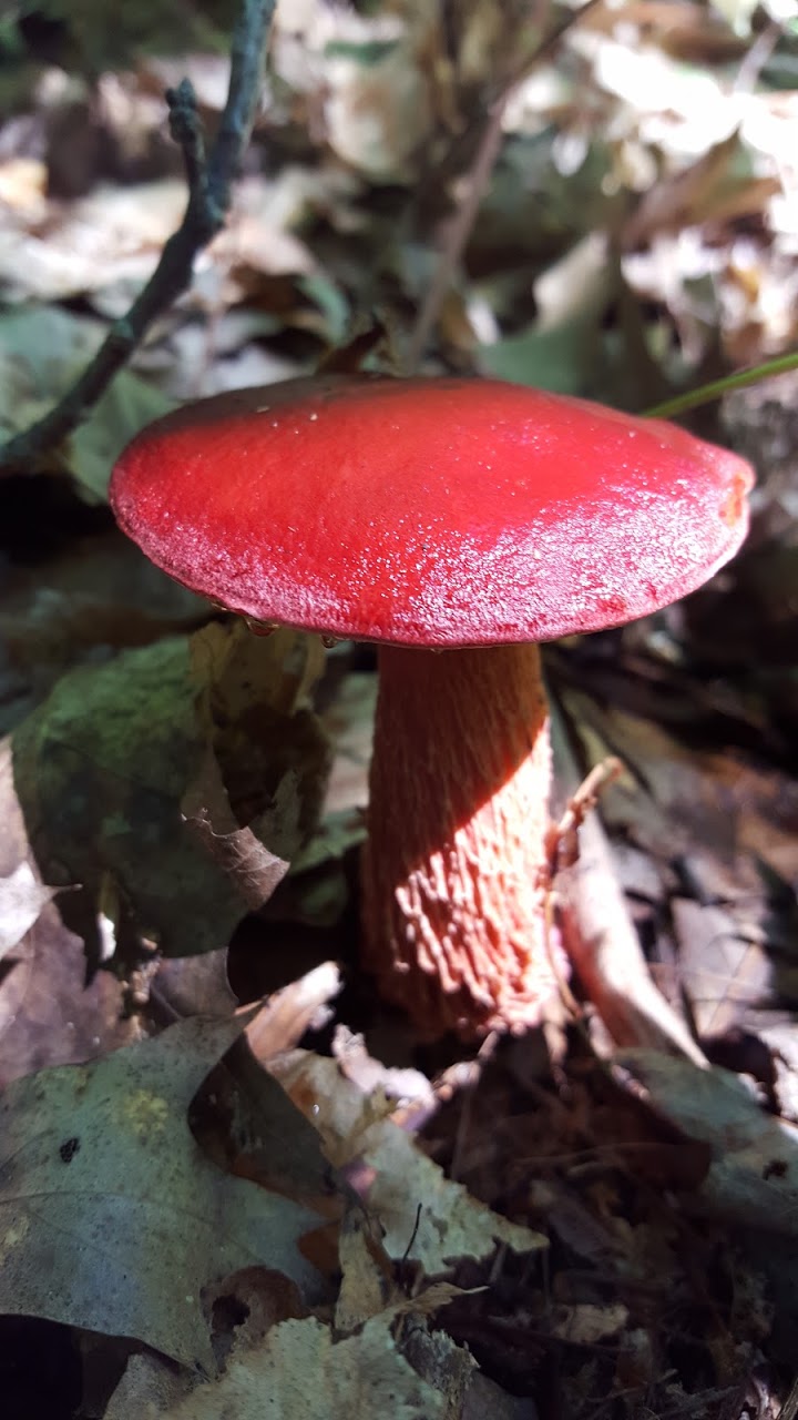 Colorful Mushrooms of the World | The Nature Treasure Hunt