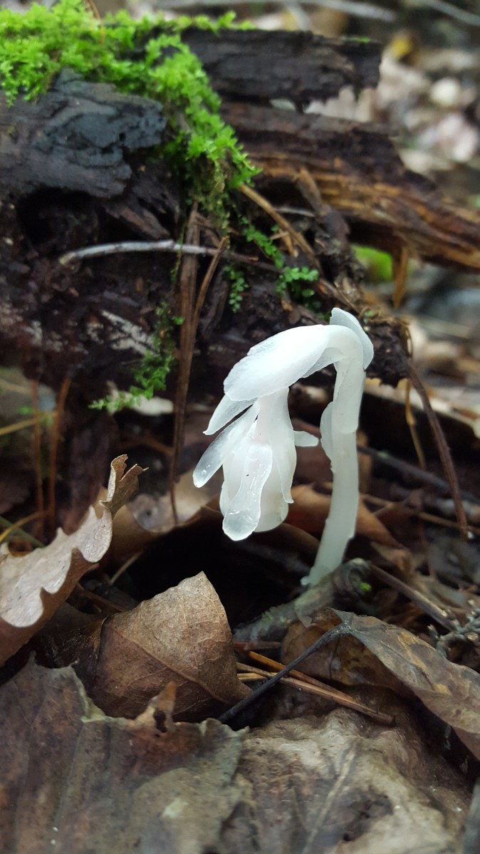 Monotropa uniflora | The Nature Treasure Hunt