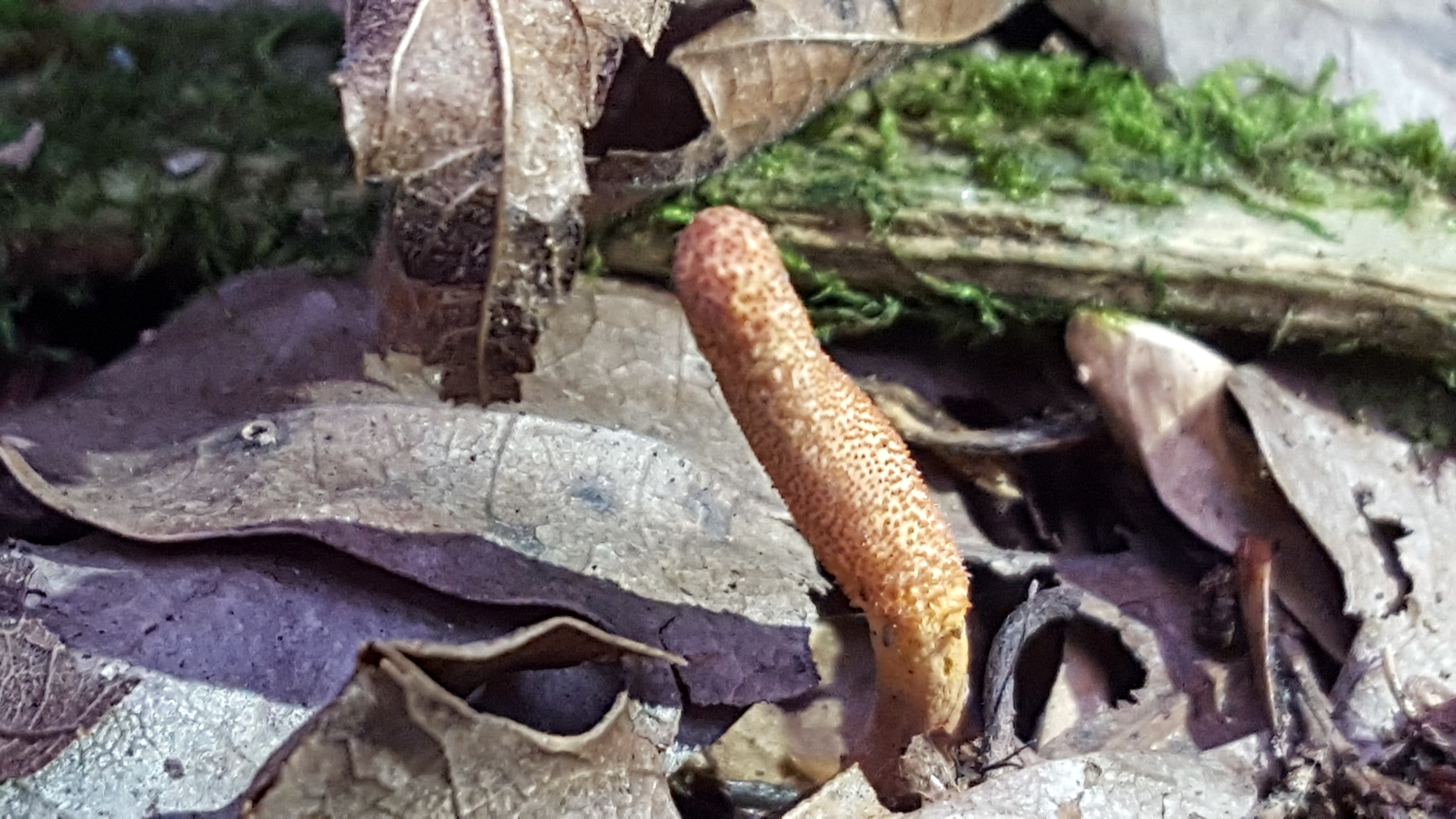 Fungi and Insects – Relationships that are Mutualistic and Deadly | The ...
