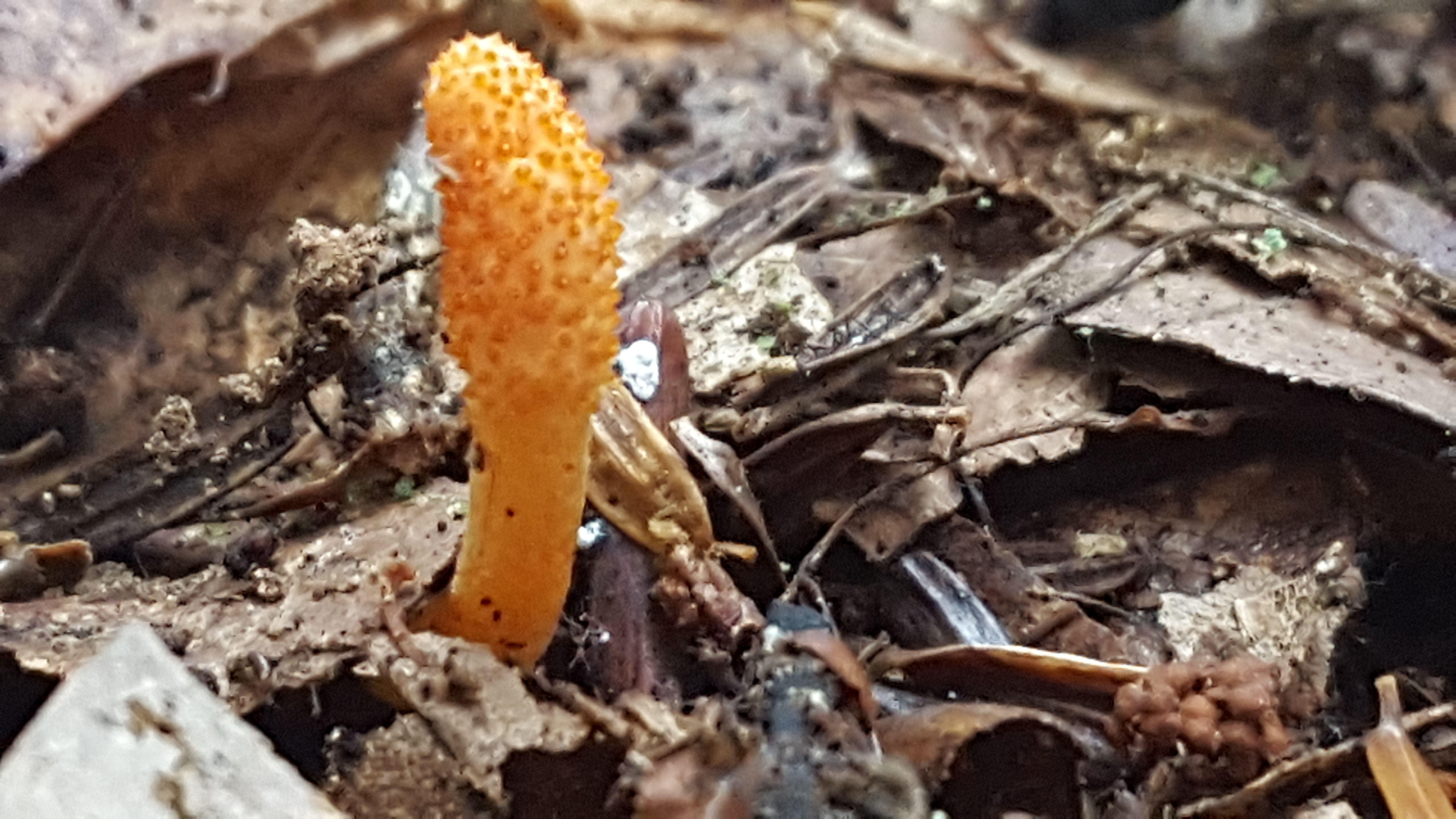 Fungi and Insects – Relationships that are Mutualistic and Deadly | The ...