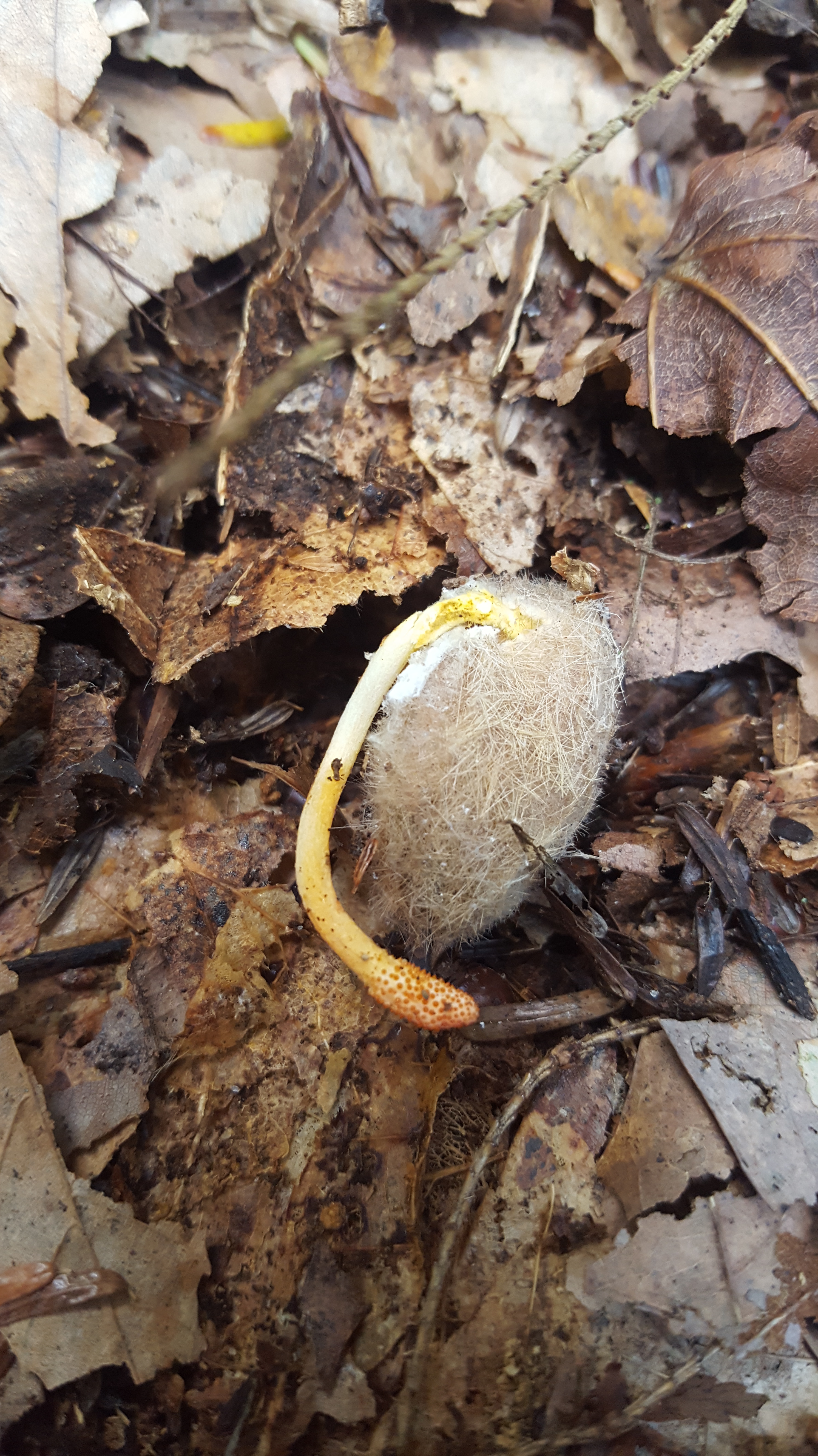 Fungi and Insects – Relationships that are Mutualistic and Deadly | The ...