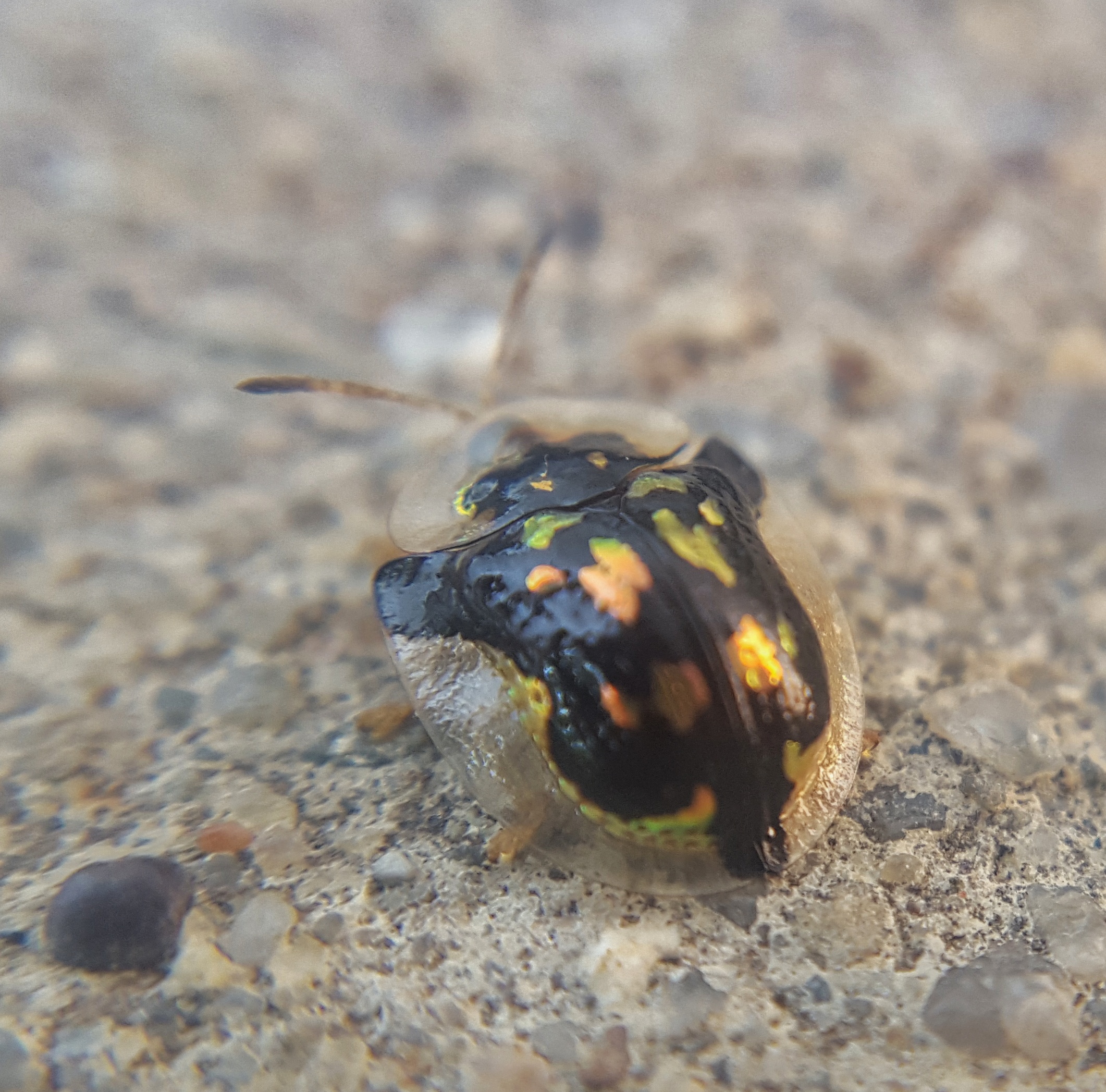 Featured Fauna – The Mottled Tortoise Beetle (Deloyala guttata) | The ...