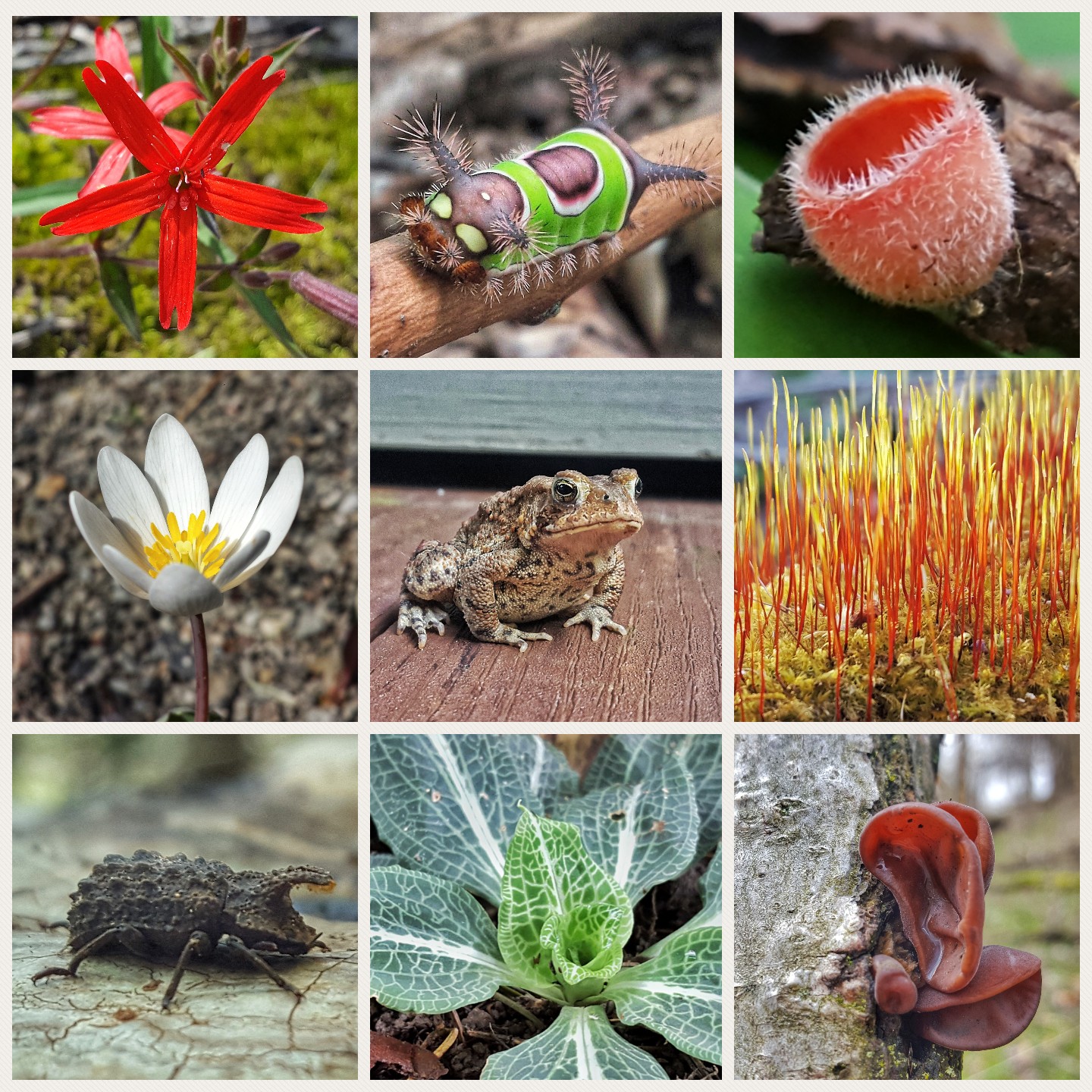 The Nature Treasure Hunt has begun! | The Nature Treasure Hunt