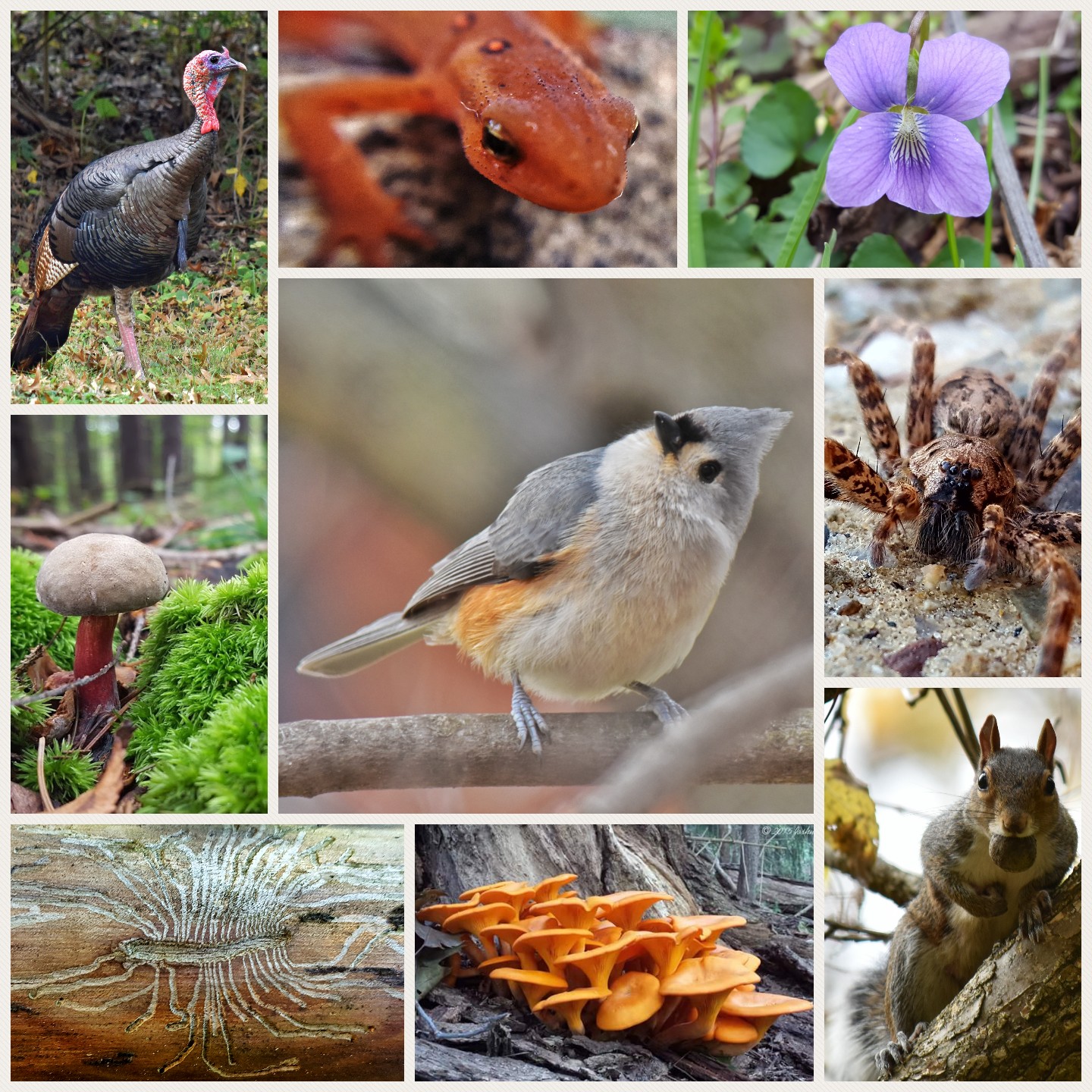 The Nature Treasure Hunt has begun! | The Nature Treasure Hunt
