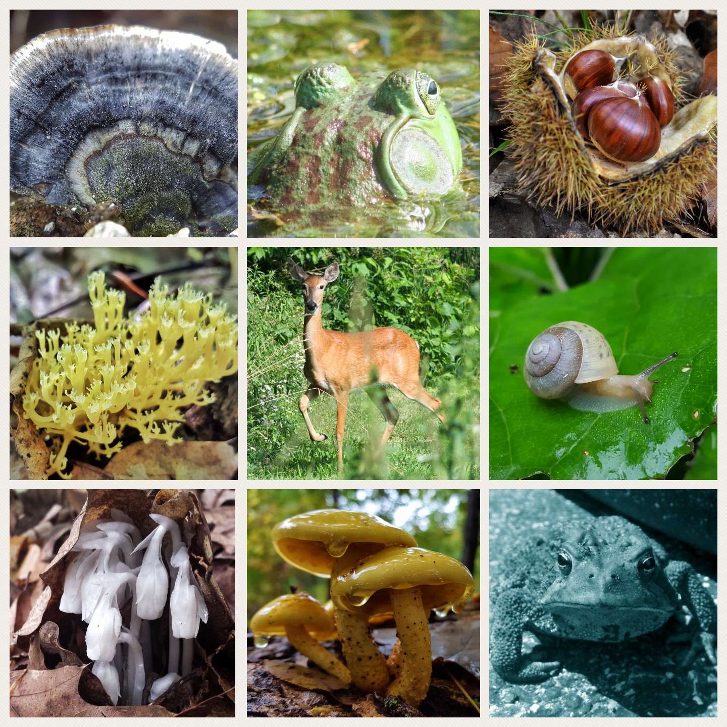 The Nature Treasure Hunt has begun! | The Nature Treasure Hunt