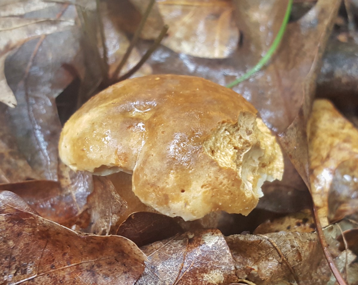Boletus variipes var. fagicola | The Nature Treasure Hunt