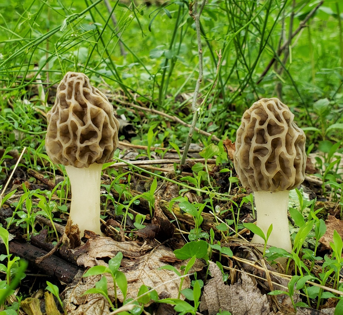 Morel Mushroom Hunting in Western Pennsylvania and Ohio | The Nature ...